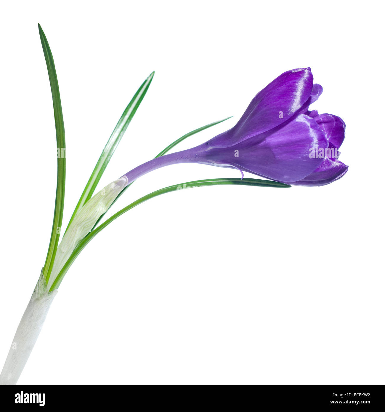 single crocus isolated on white Stock Photo - Alamy