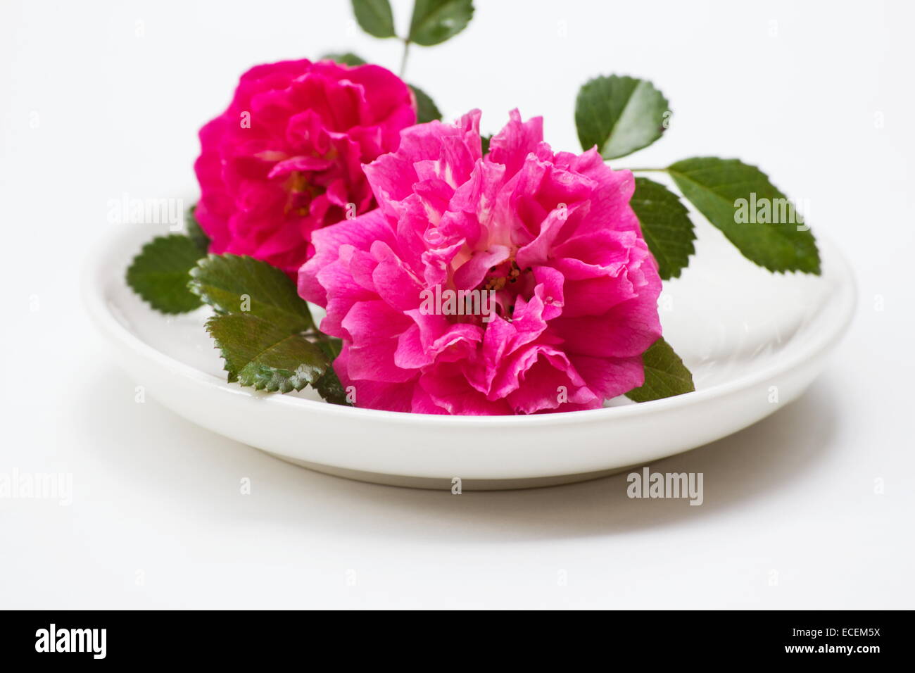 Two red roses in a white plate on white baclground Stock Photo - Alamy