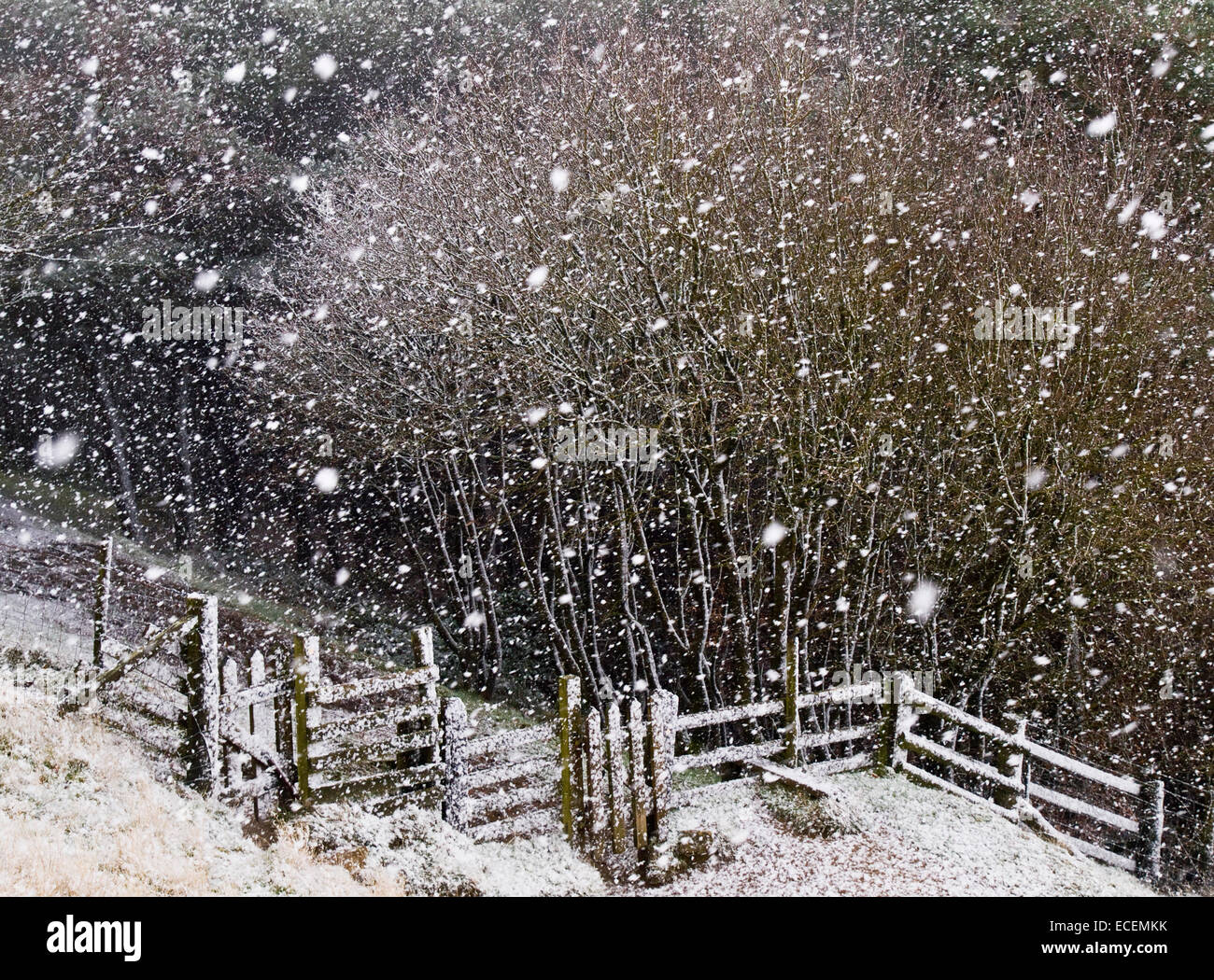 Woodland from above snow uk hi-res stock photography and images - Alamy