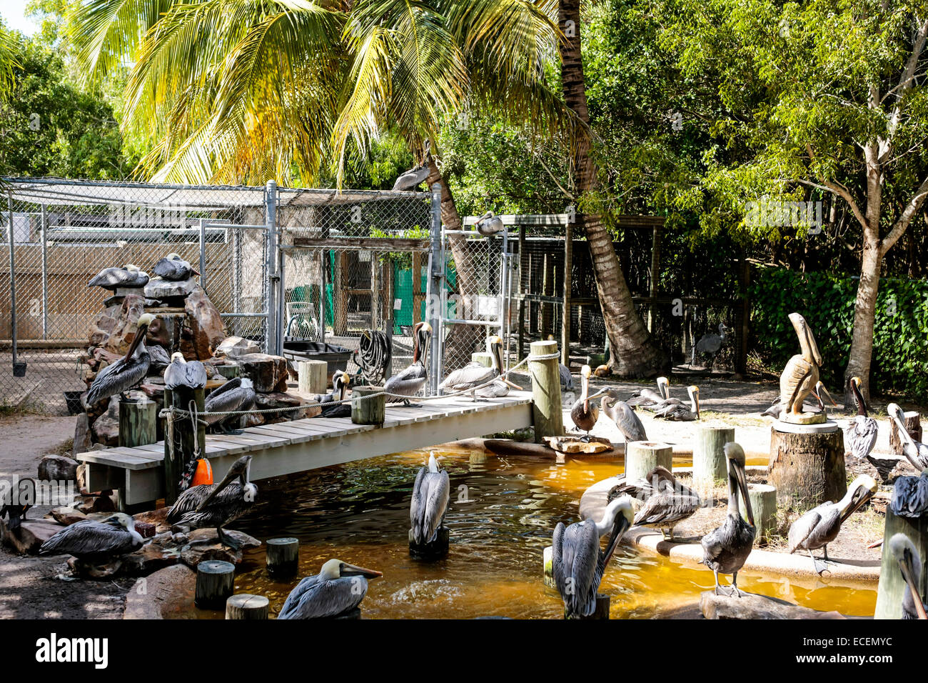Peace river wildlife center hi-res stock photography and images - Alamy