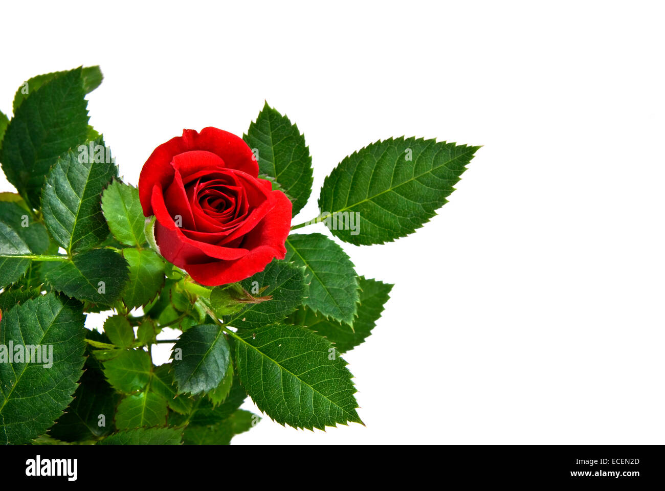 red rose isolated on white Stock Photo - Alamy
