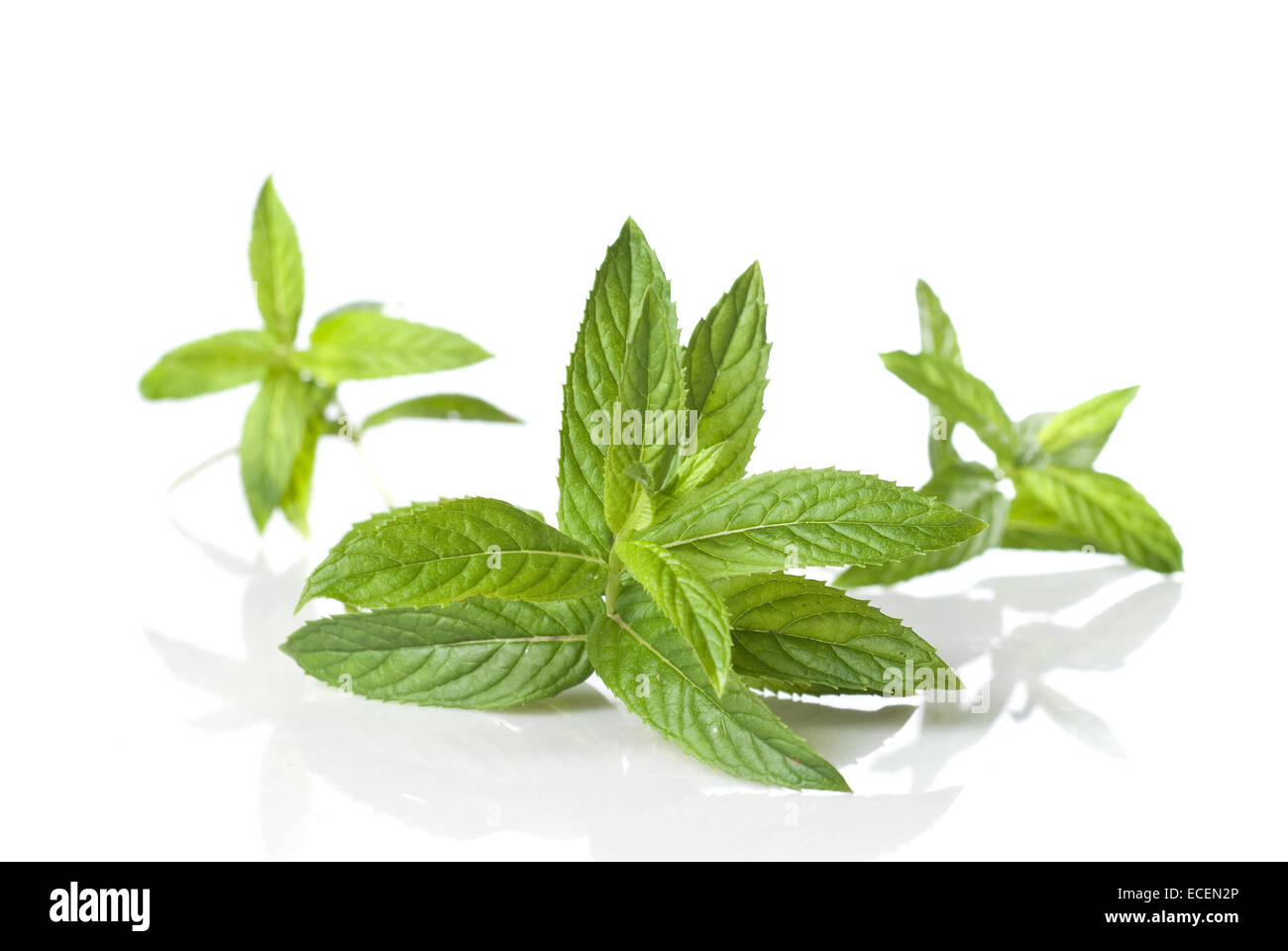 green mint isolated on white Stock Photo - Alamy