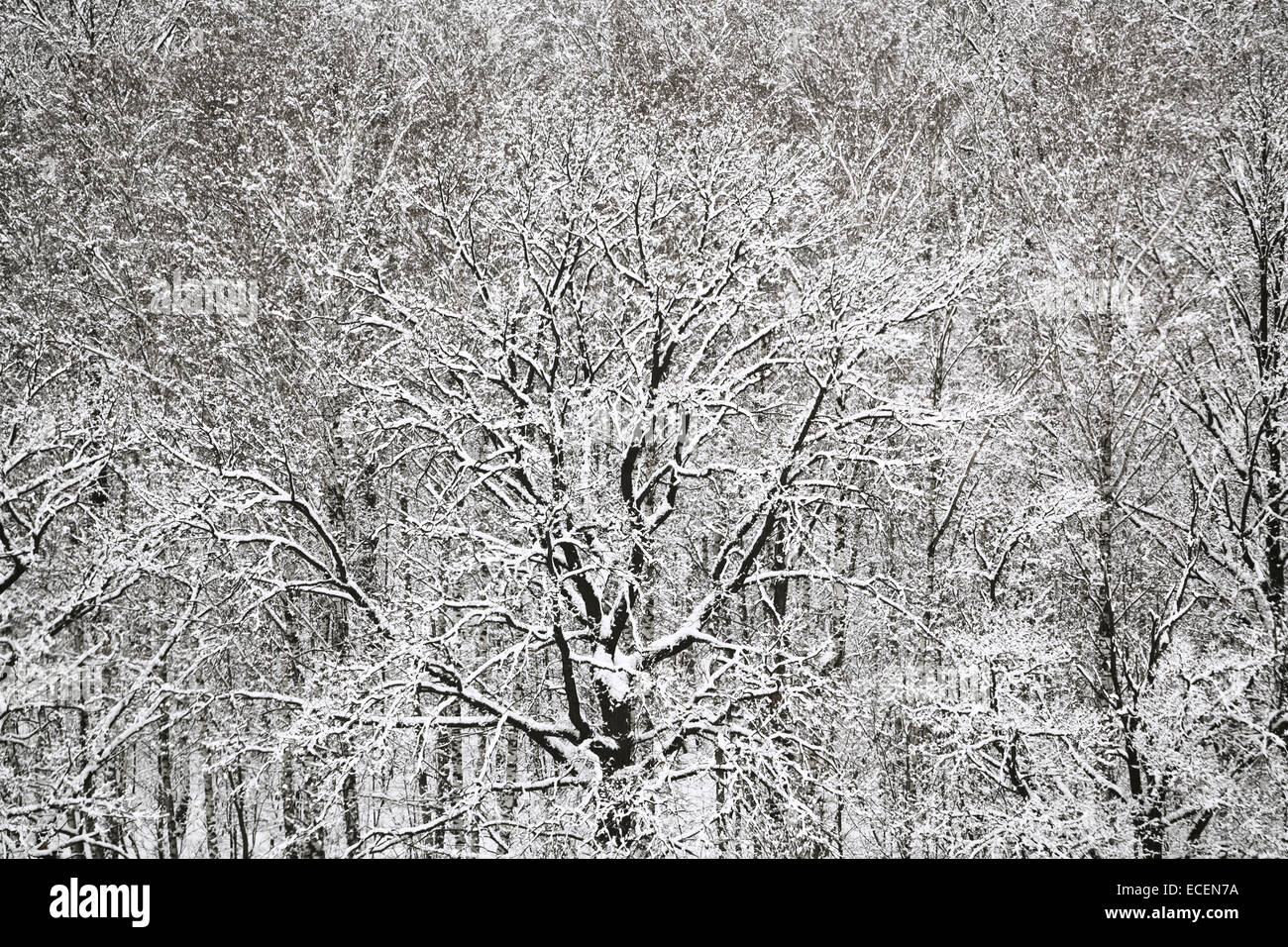 above view of snow oak and birch forest in winter snowfall Stock Photo ...