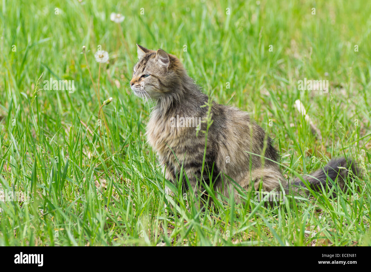 Long-haired cat in hunting process - looking for prey Stock Photo - Alamy