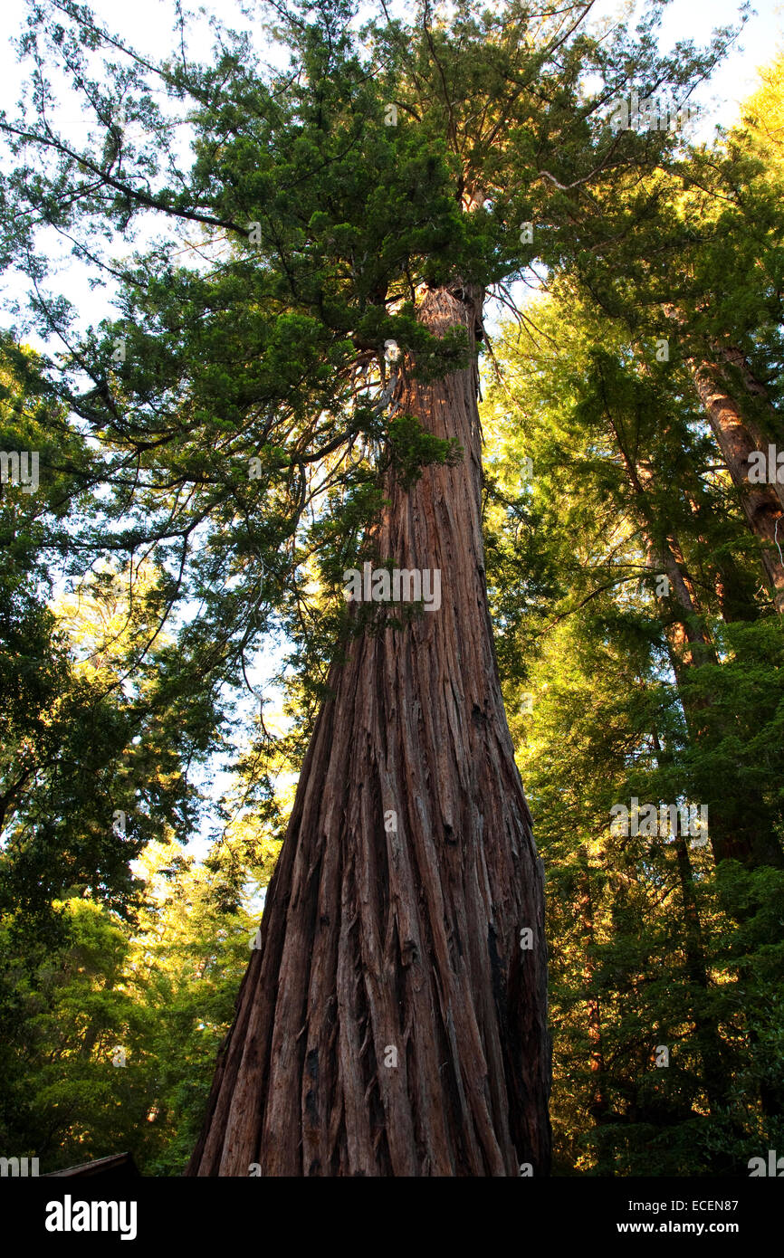 Redwood tree hi-res stock photography and images - Alamy