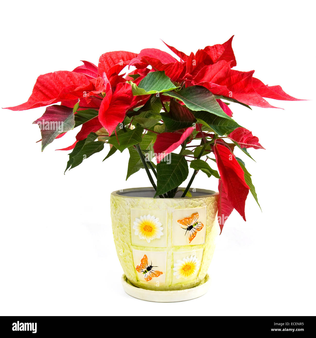 Christmas card poinsettia flower Cut Out Stock Images & Pictures - Alamy