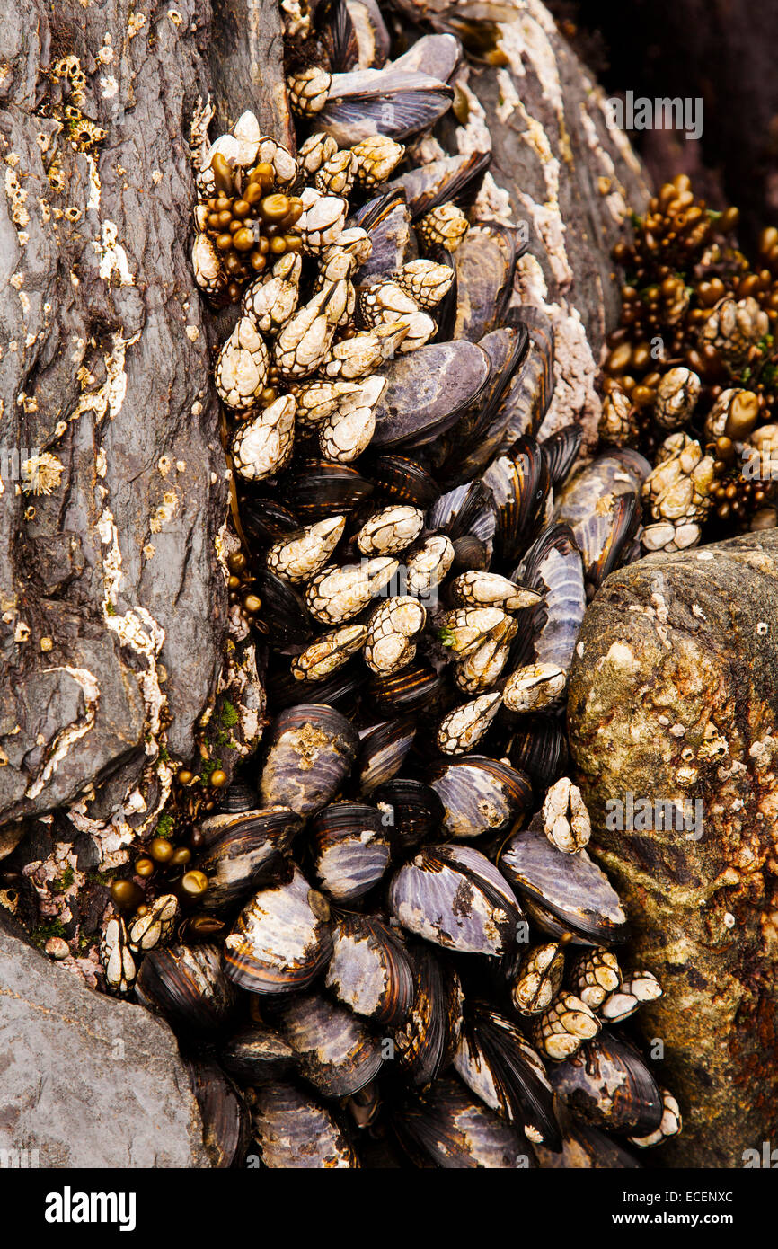 Barnacles and mussels, Botanical Beach, Vancouver Island, BC Stock ...