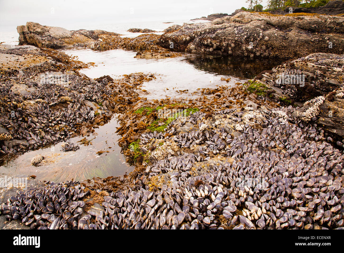 Barnacles and mussels, Botanical Beach, Vancouver Island, BC Stock ...
