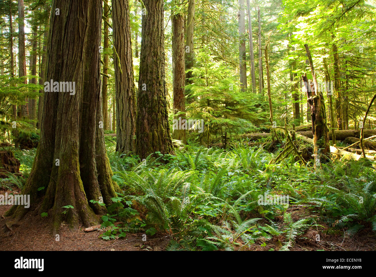 Cathedral grove or mcmillan provincial park hi-res stock photography ...