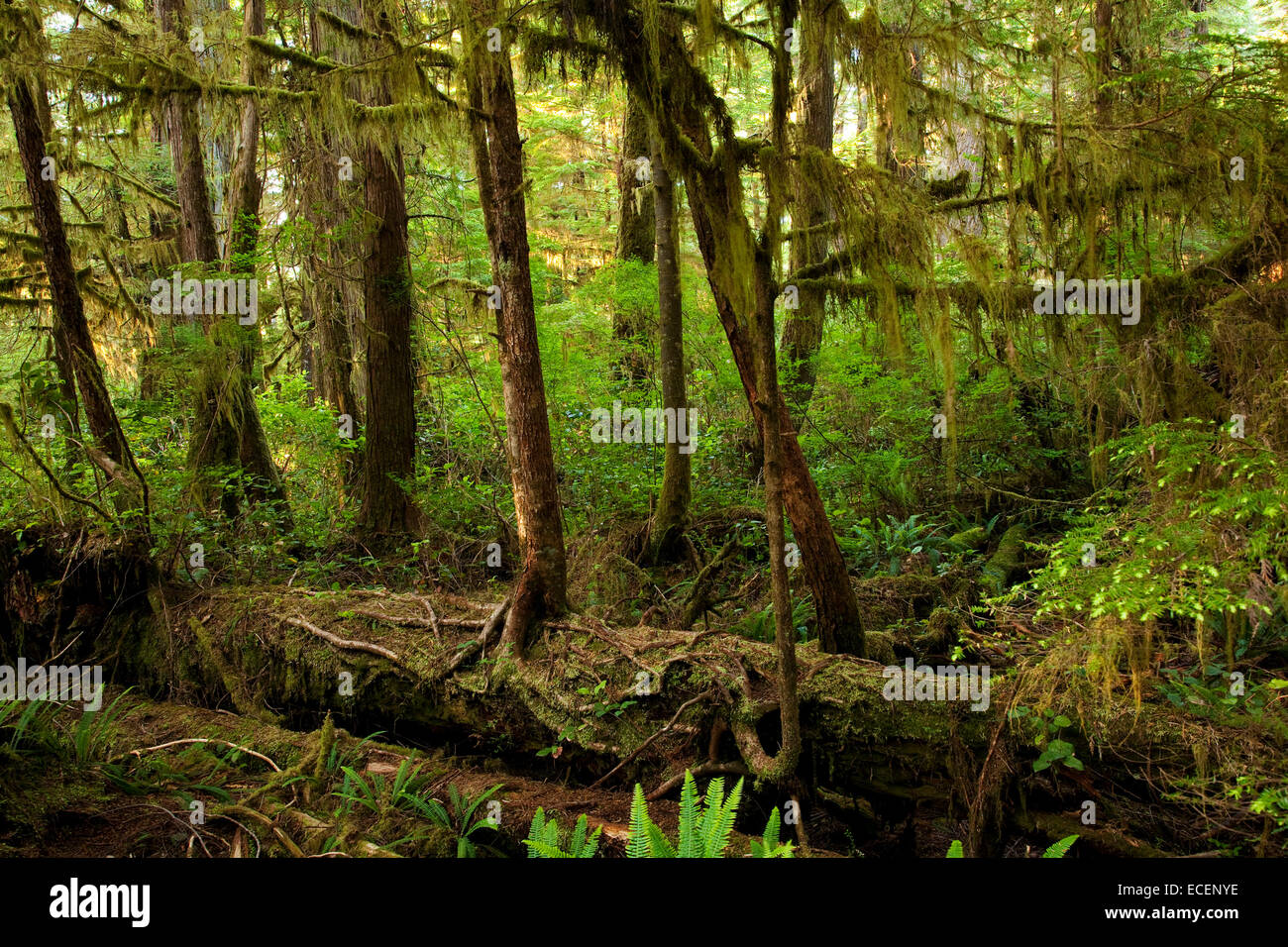 Nurse log hi-res stock photography and images - Alamy