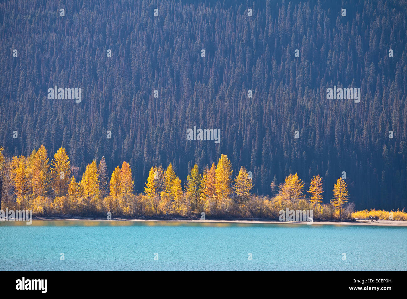 Moose lake hi-res stock photography and images - Alamy