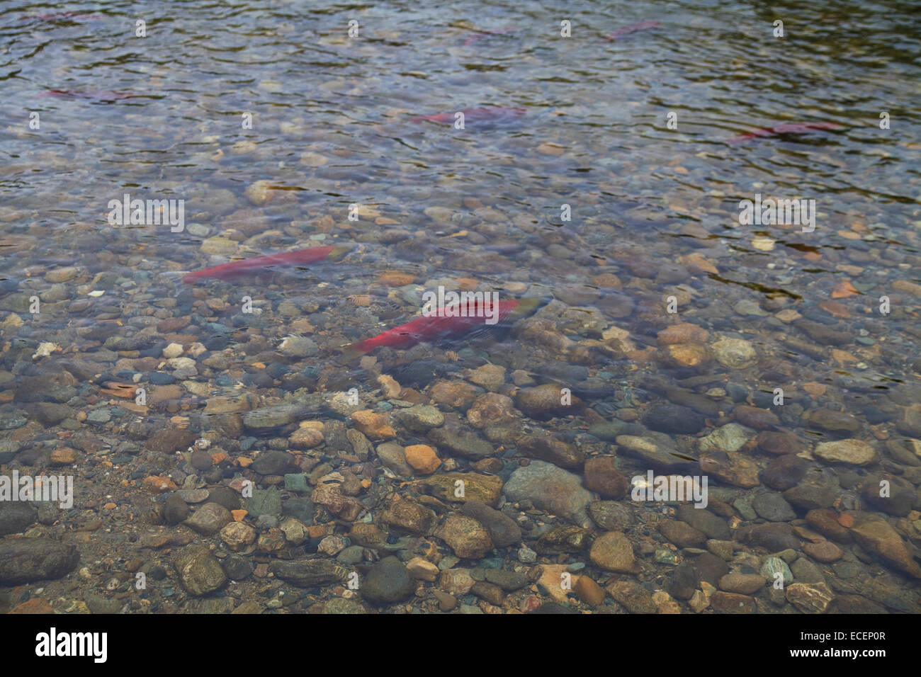 Adams river hi-res stock photography and images - Alamy