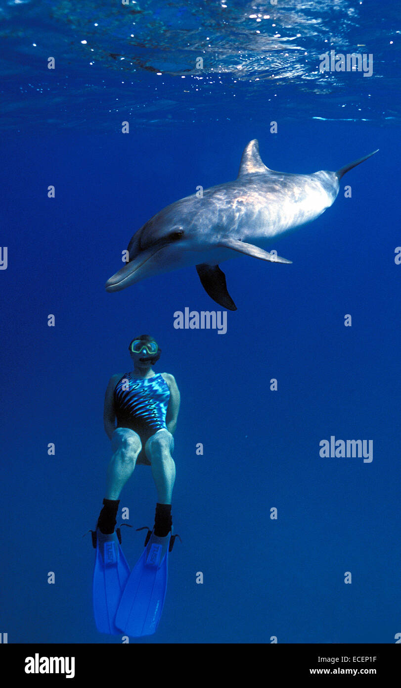 Diver with Bottlenose Dolphin Stock Photo - Alamy