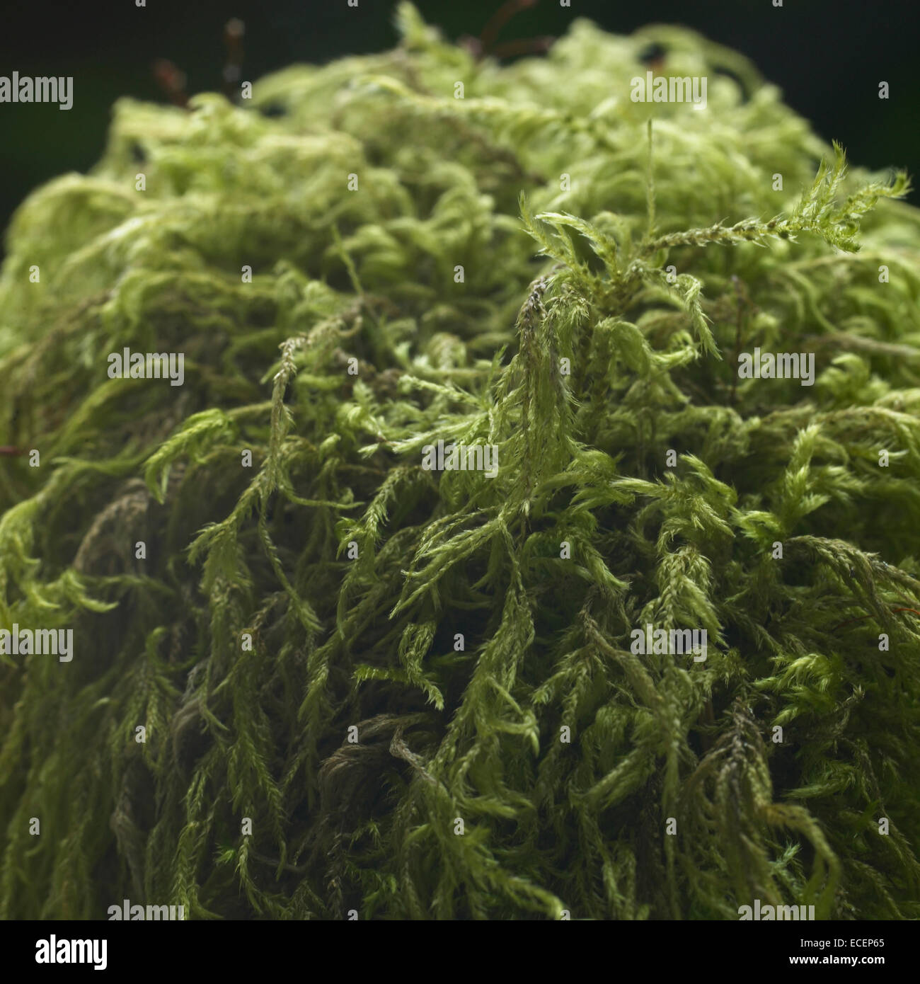Ball moss hi-res stock photography and images - Alamy