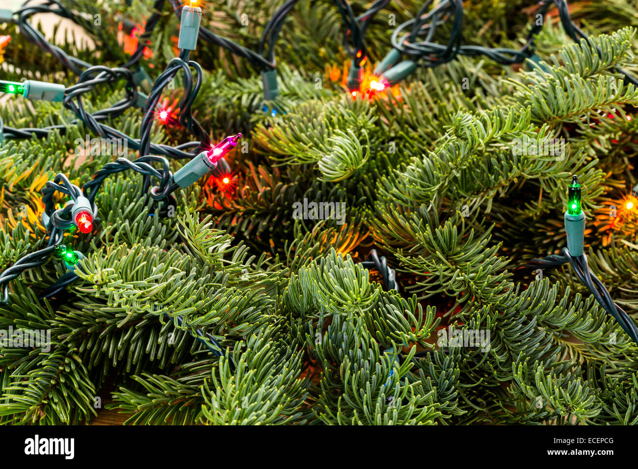 Multicolor Chtistmas lights on evergreen branches Stock Photo - Alamy