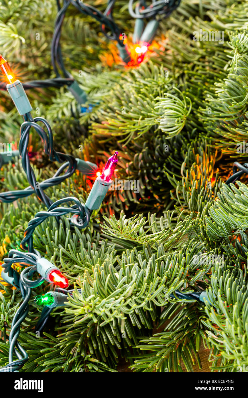 Multicolor Chtistmas lights on evergreen branches Stock Photo - Alamy