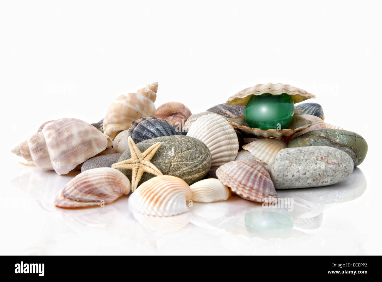 various color shells with stylized pearl isolated on white Stock Photo ...