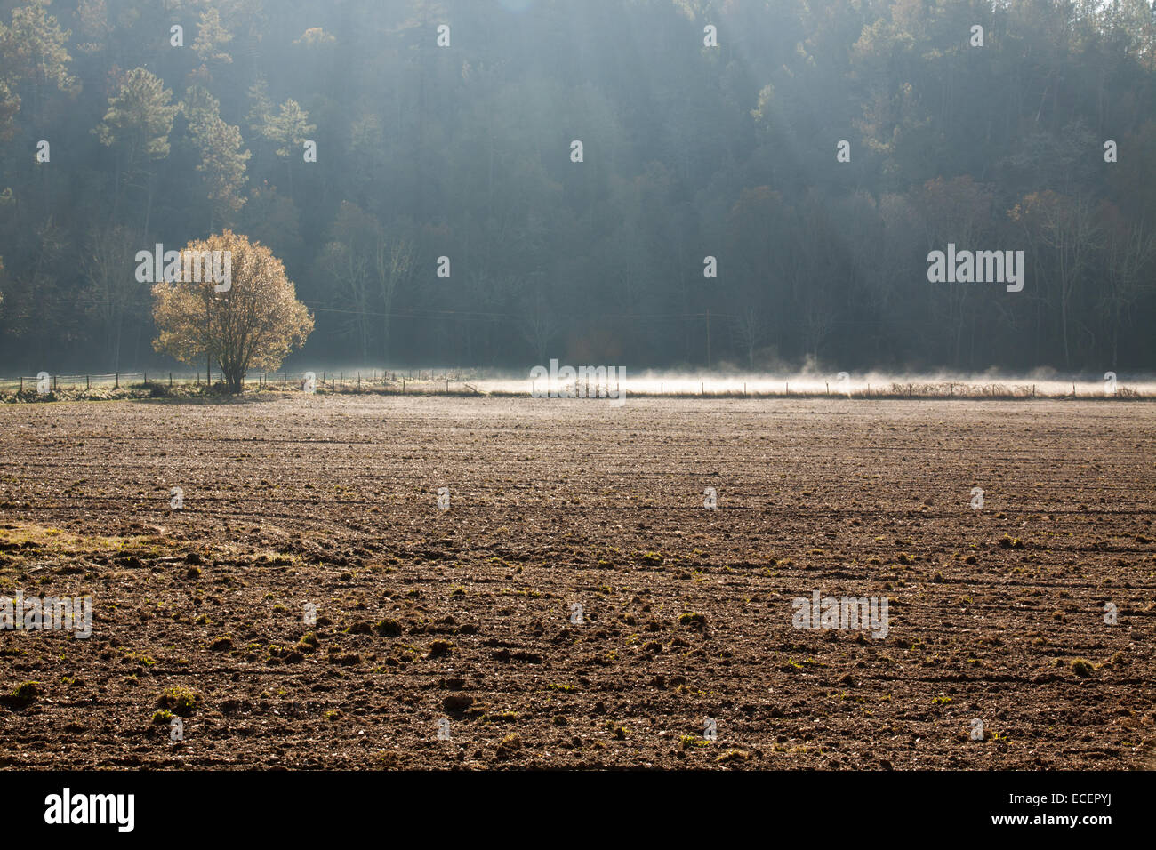 Gold light rays hi-res stock photography and images - Alamy