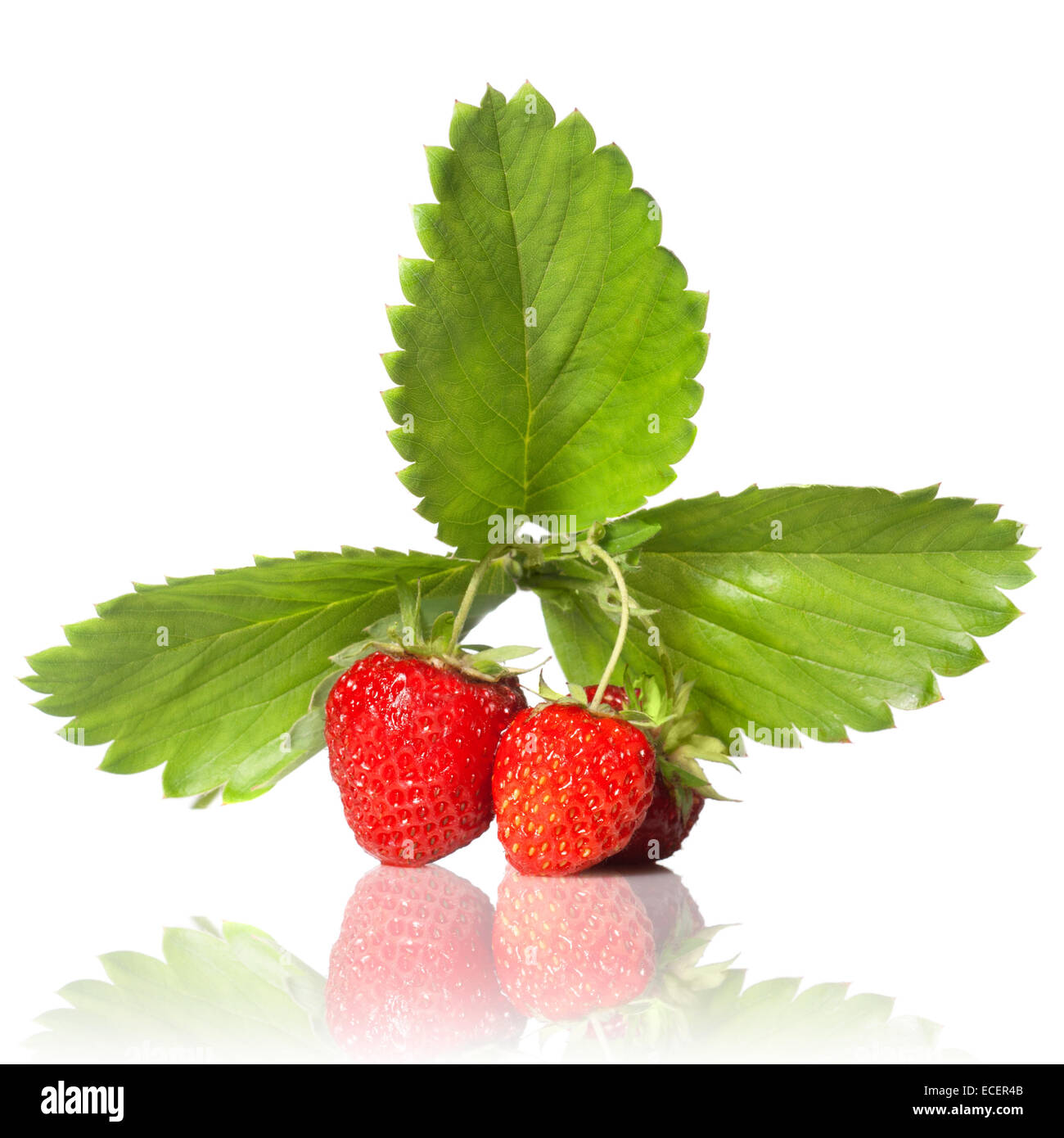 Strawberry with leaves isolated on white Stock Photo - Alamy