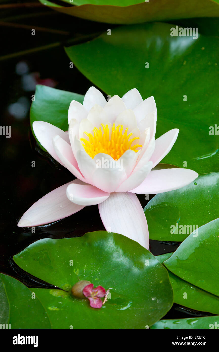 Nature background - beautiful blooming white lotus Stock Photo - Alamy