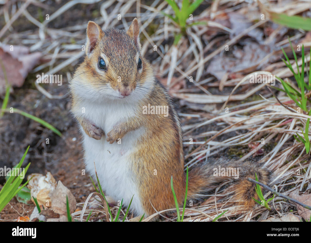 Ground chipmunk hi-res stock photography and images - Alamy