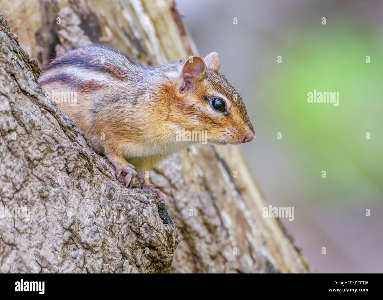 A Chipmunk perched on a tree stump Stock Photo - Alamy