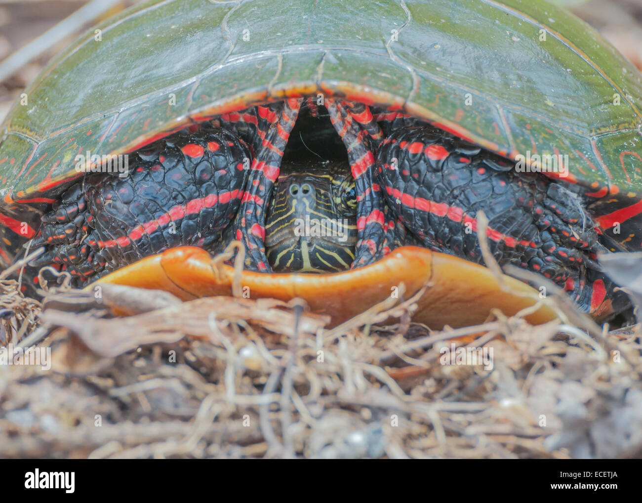 Turtle head shot hi-res stock photography and images - Alamy