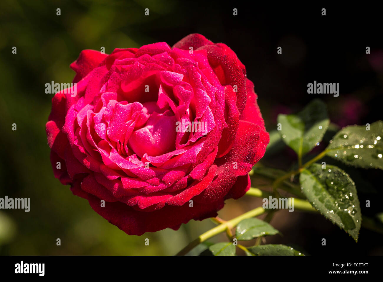 Red rose in full bloom Stock Photo - Alamy