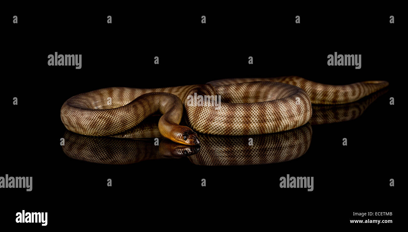 Woma hi-res stock photography and images - Alamy