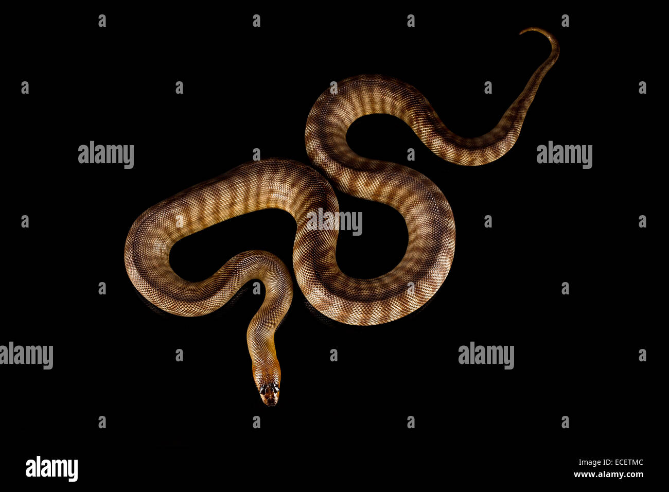 Australian snake hi-res stock photography and images - Alamy