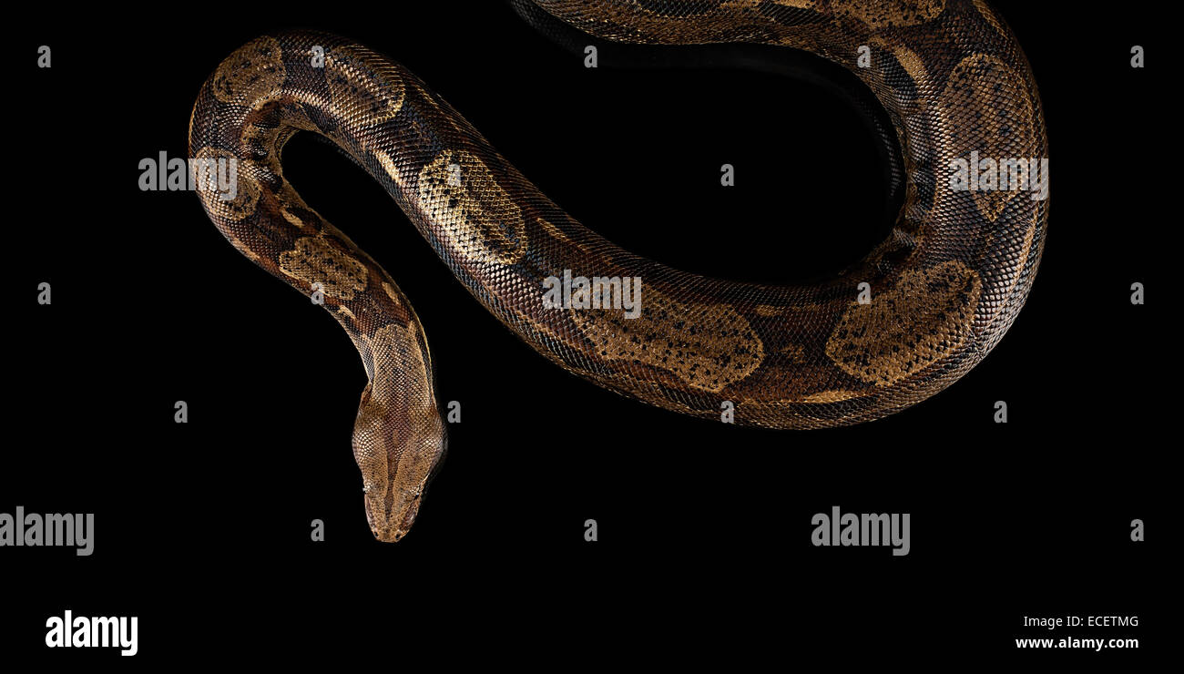 Distinctive reptile hi-res stock photography and images - Alamy