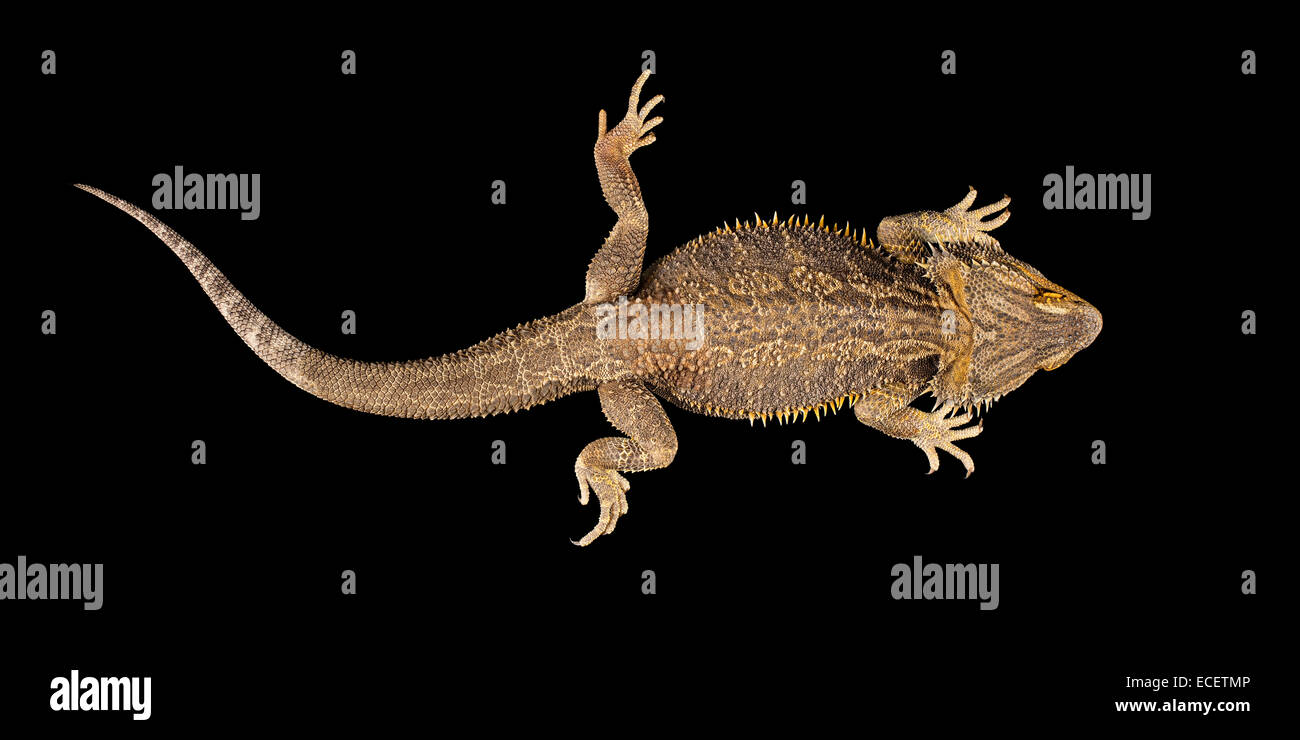 Bearded dragon barbata hi-res stock photography and images - Alamy
