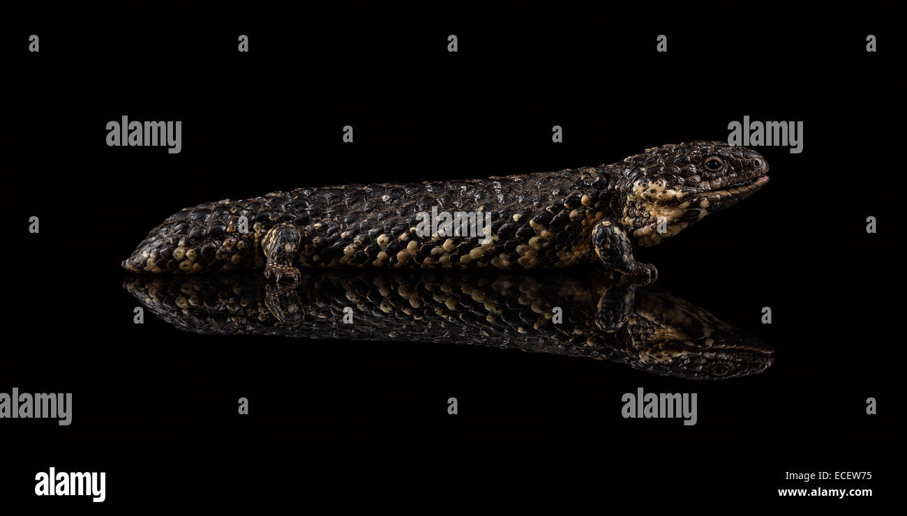 Shingleback lizard hi-res stock photography and images - Alamy