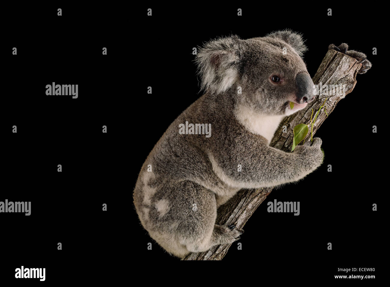 Koala hi-res stock photography and images - Alamy
