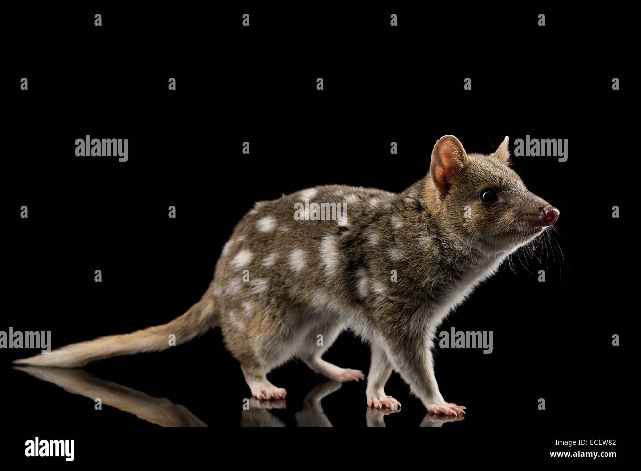 Dasyurus quoll hi-res stock photography and images - Alamy