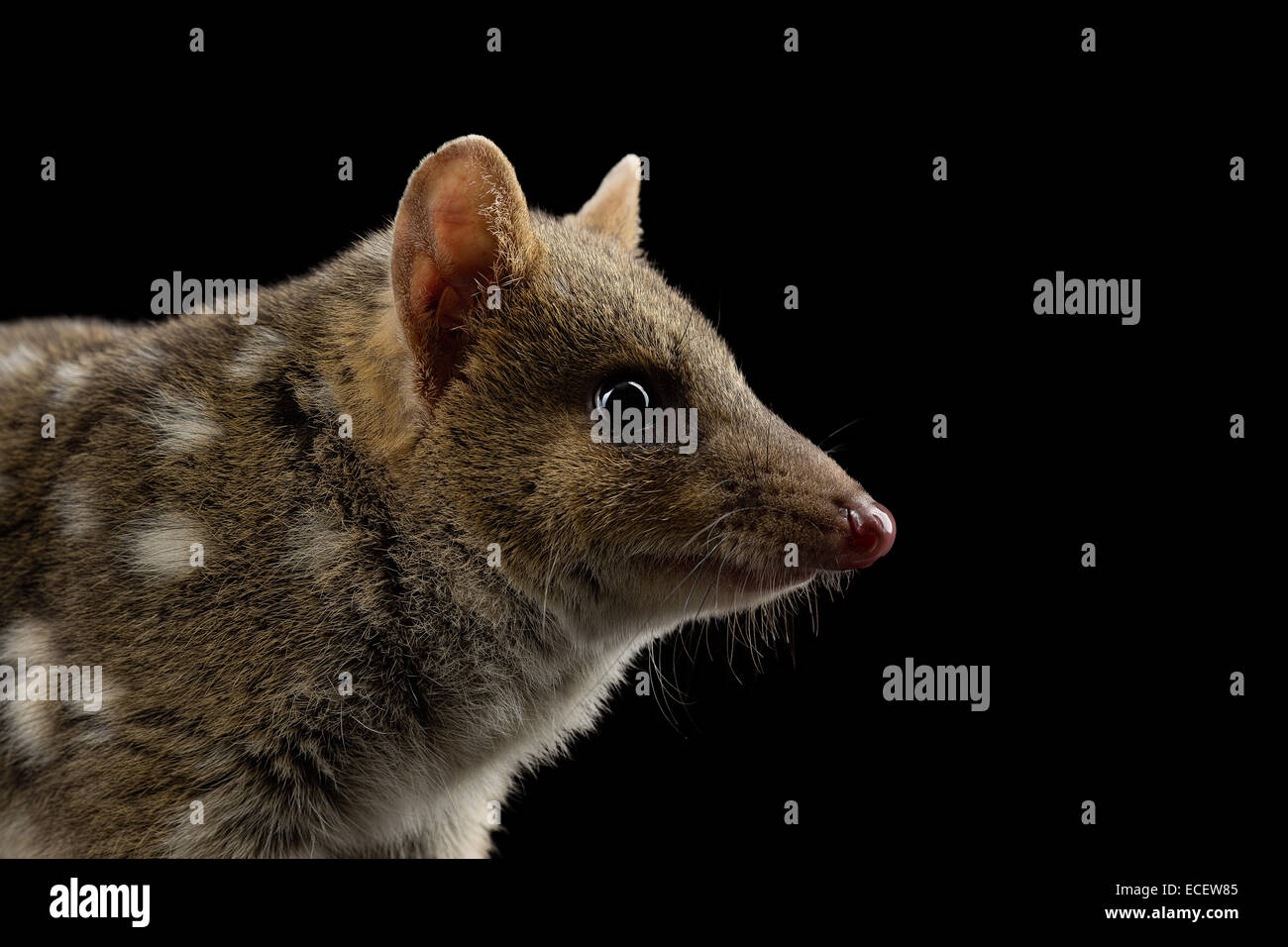 Eastern quoll hi-res stock photography and images - Alamy