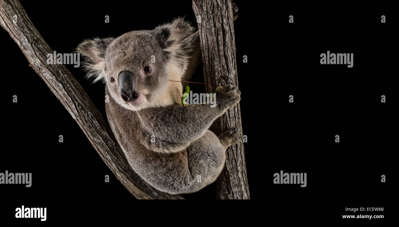 Australian koala hi-res stock photography and images - Alamy