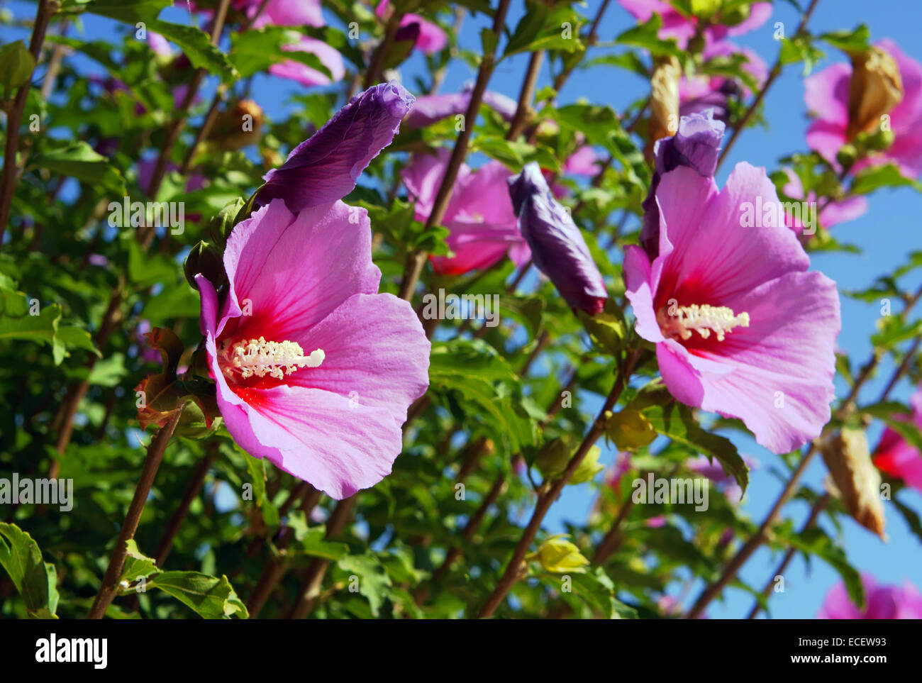pink Hibiscus on Corfu island, Greece Stock Photo - Alamy