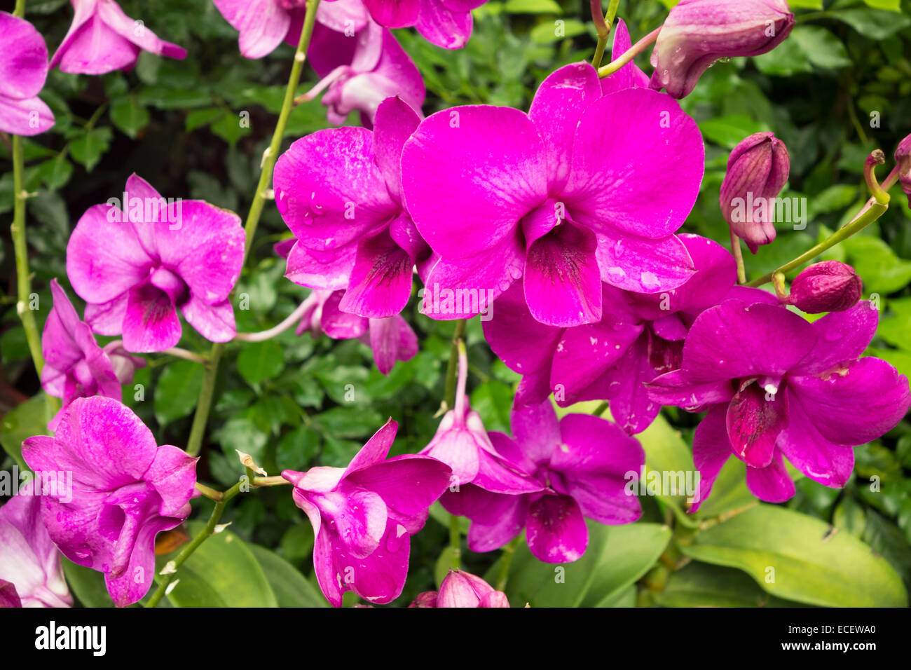 Beautiful purple tropical orchid flowers Stock Photo - Alamy