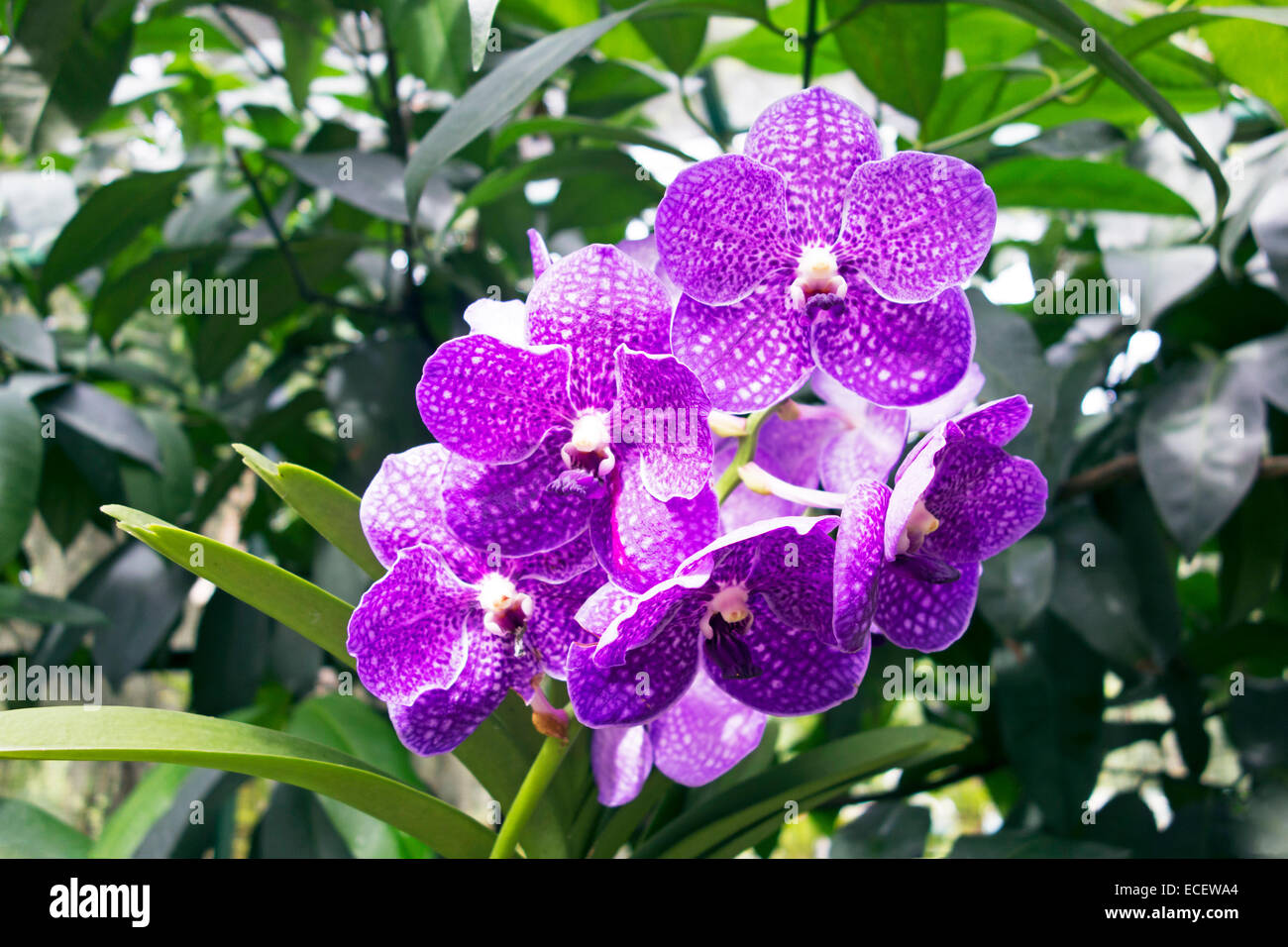 Beautiful exotic tropical purple orchid flowers Stock Photo - Alamy