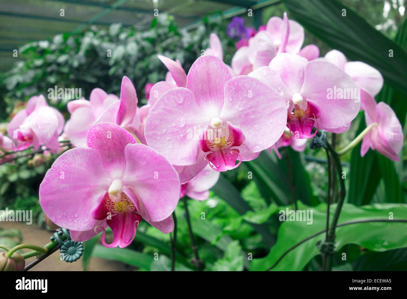 Spray orchids hi-res stock photography and images - Alamy