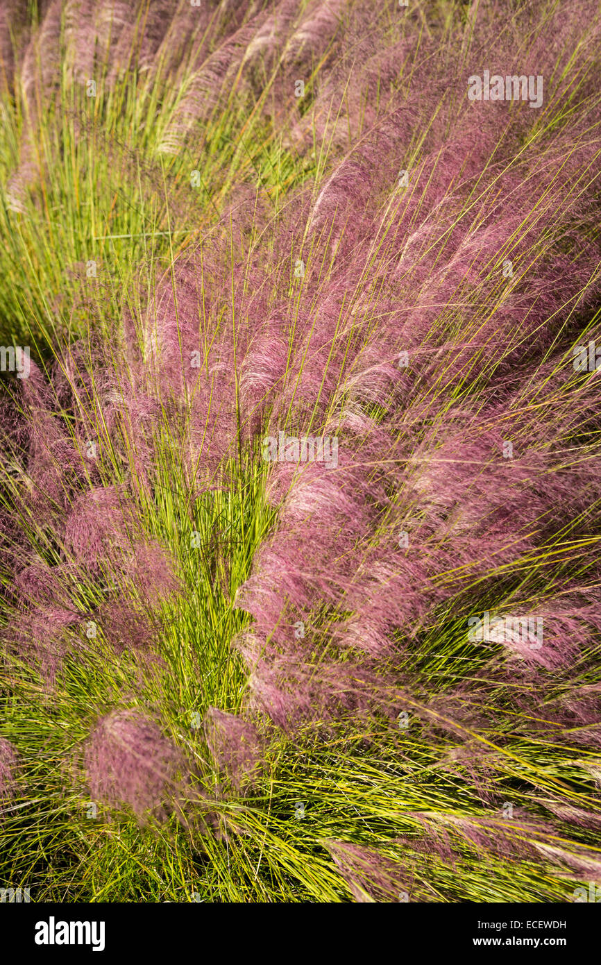 Windy grasses hi-res stock photography and images - Alamy