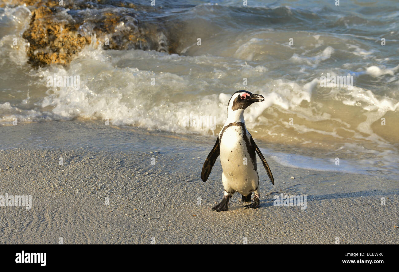 Walking African penguin (spheniscus demersus) at the Beach. South ...