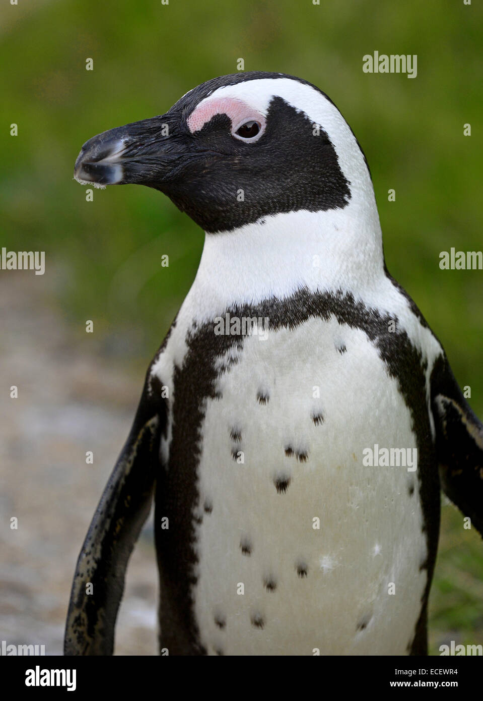 African penguin (spheniscus demersus) at the Boulders Stock Photo - Alamy