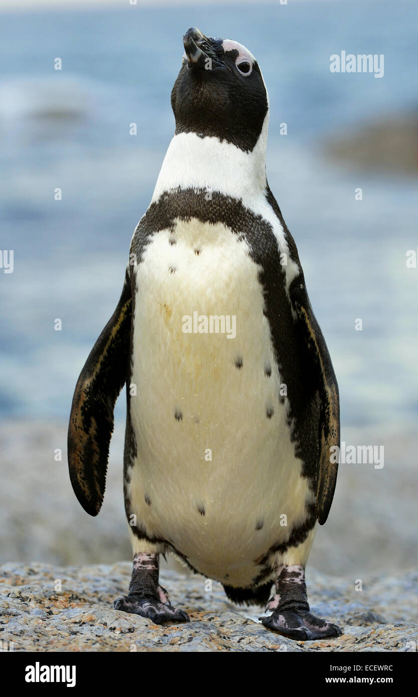 African penguin (spheniscus demersus) at the Boulders. South Africa ...