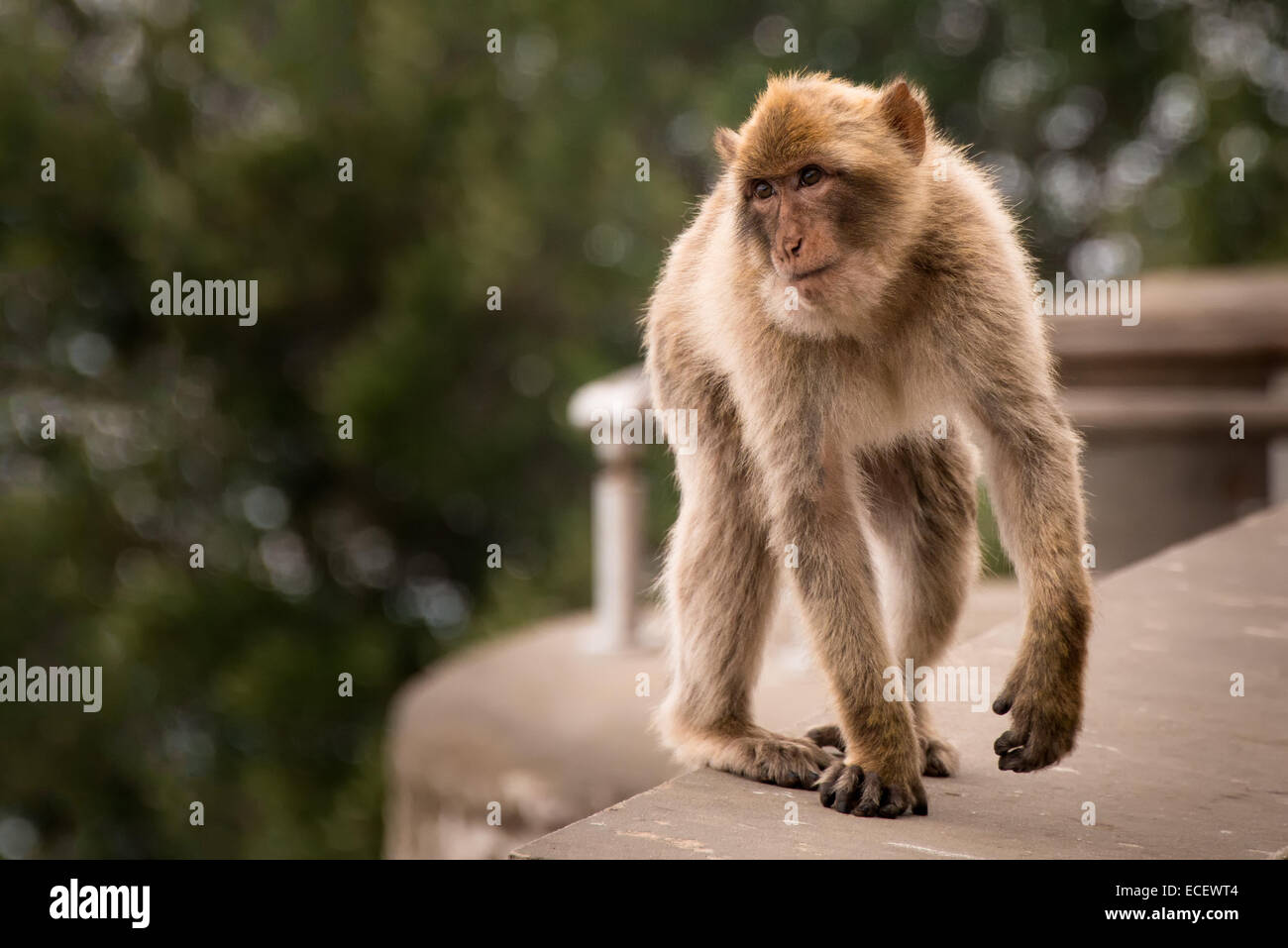 A young Barbary ape walking on a wall in Gibraltar Stock Photo - Alamy