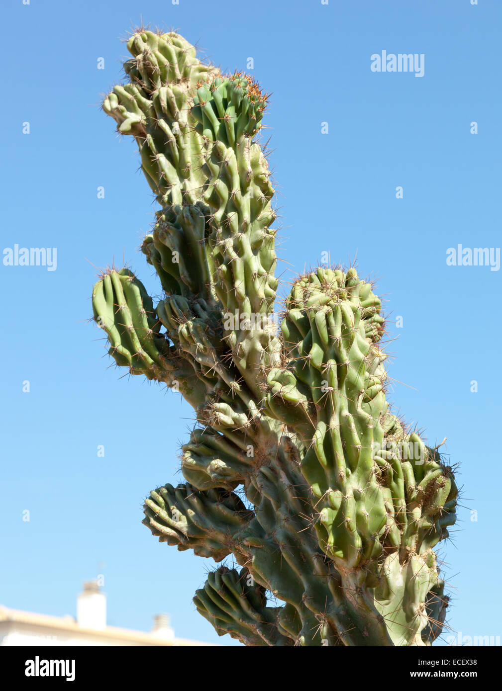 Cactus blue sky clouds hi-res stock photography and images - Alamy