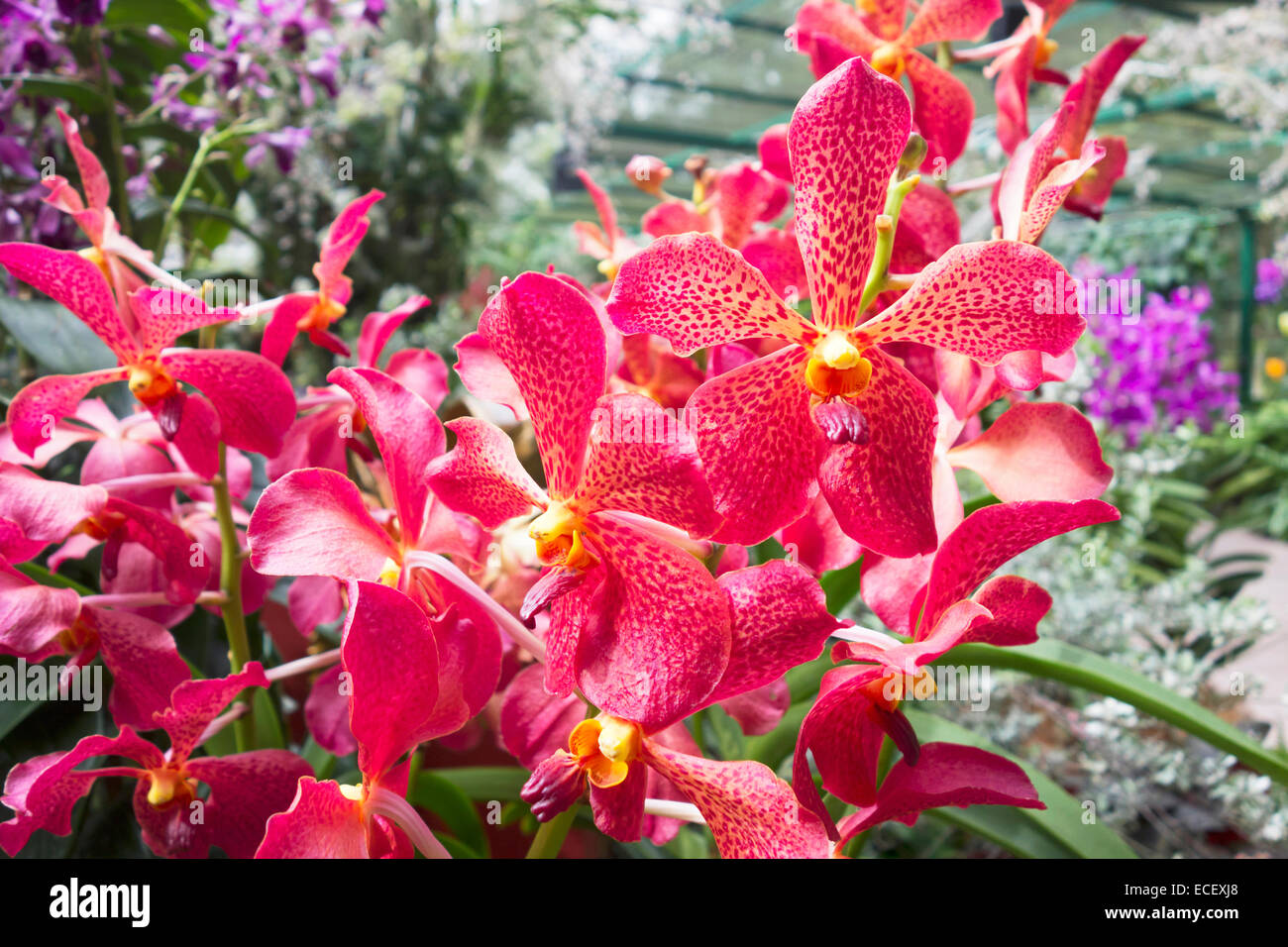 Beautiful Red Orchids