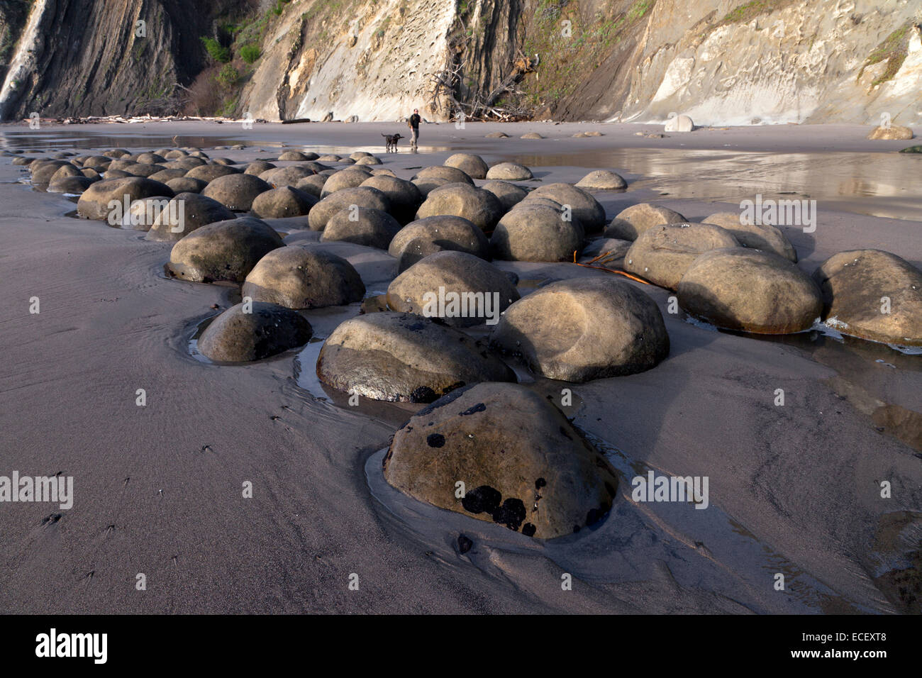 Spherical sandstone concretions on Bowling Ball Beach lie within ...