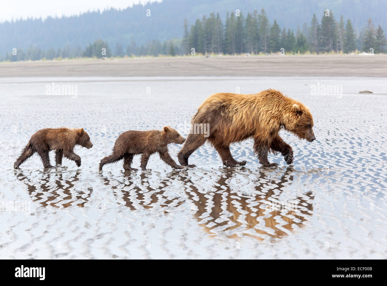 Grizzly bear family hi-res stock photography and images - Alamy